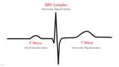 The Cardiac Cycle (P-QRS-T) | Nucleotype