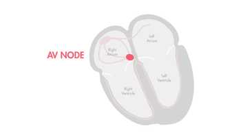 The Cardiac Cycle (P-QRS-T) | Nucleotype