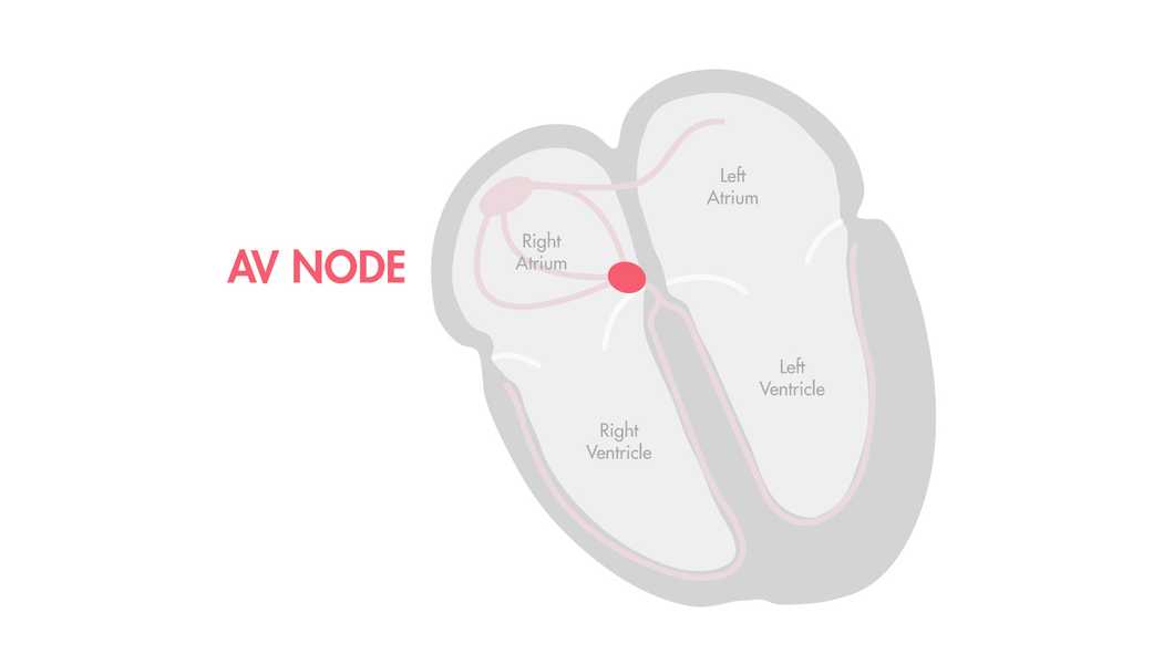 The Cardiac Cycle (P-QRS-T) | Nucleotype
