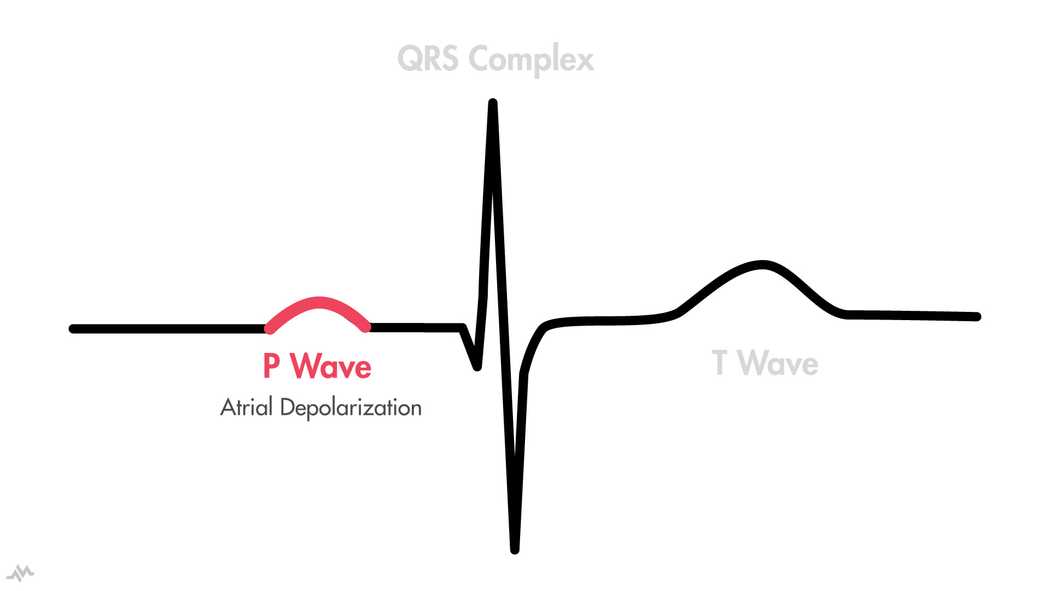 The Cardiac Cycle (P-QRS-T) | Nucleotype