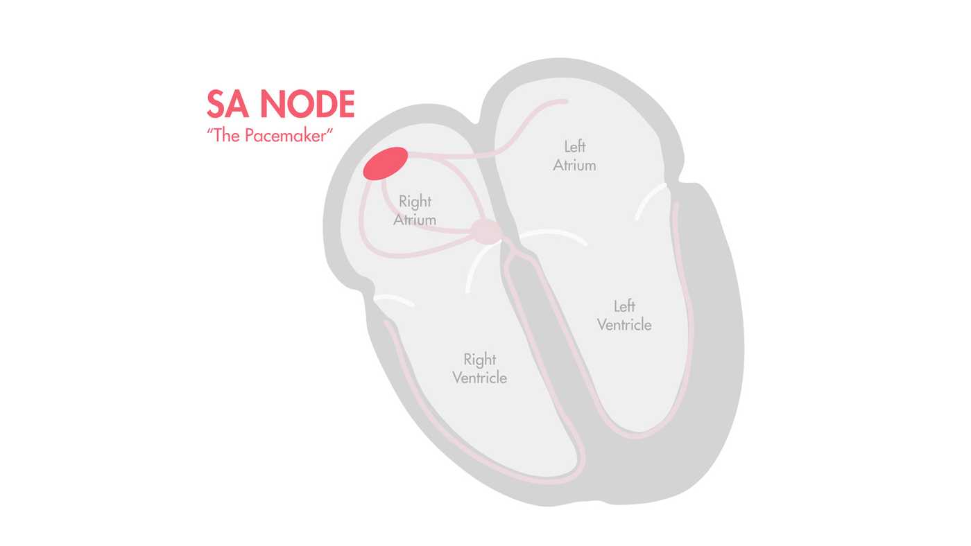 The Cardiac Cycle (P-QRS-T) | Nucleotype