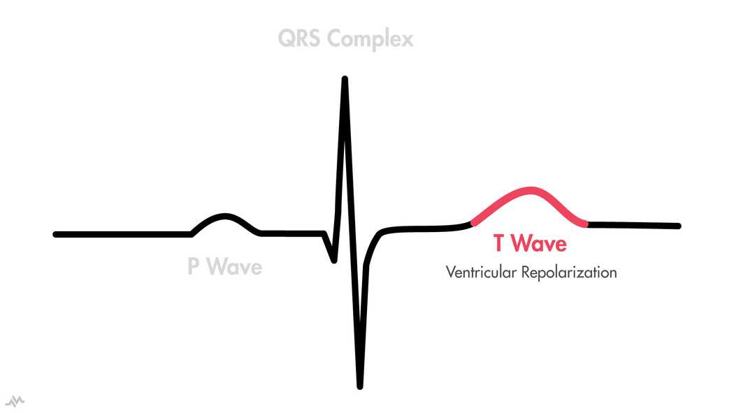The Cardiac Cycle (P-QRS-T) | Nucleotype